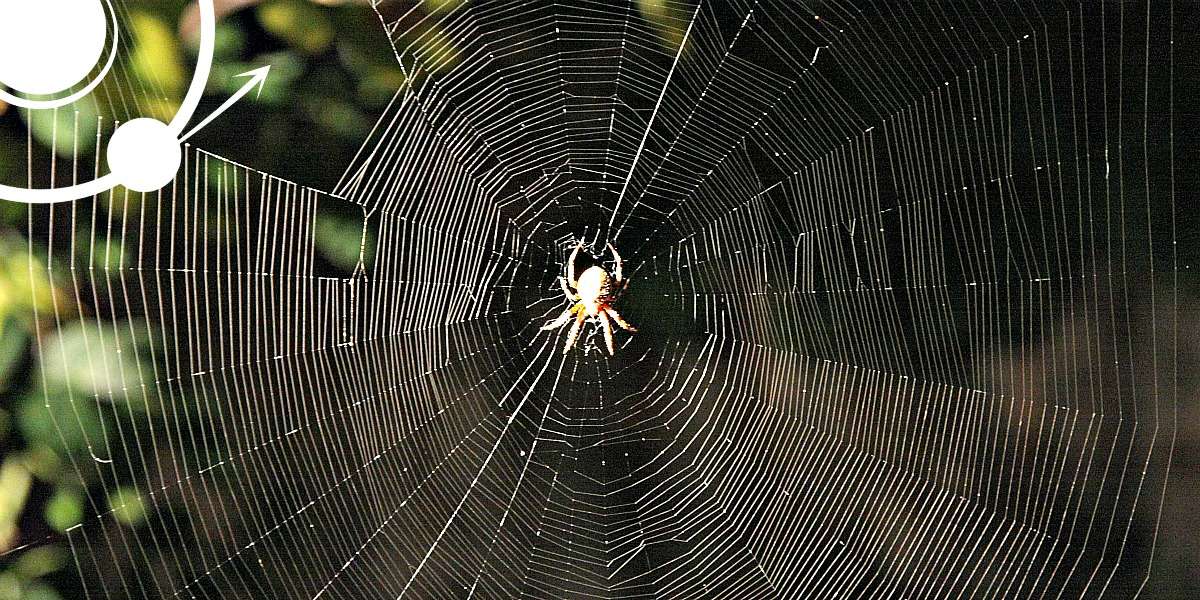 Ragno su Tela (o La fisica della ragnatela) - Fisici Senza Palestra