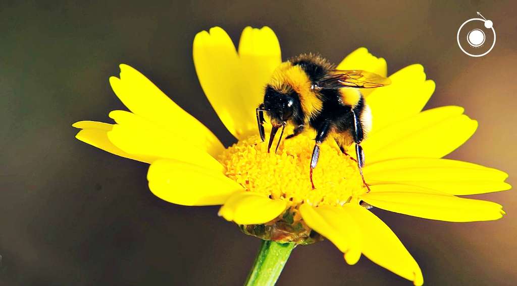 Bombo(clat) e la leggenda del calabrone - Fisici Senza Palestra